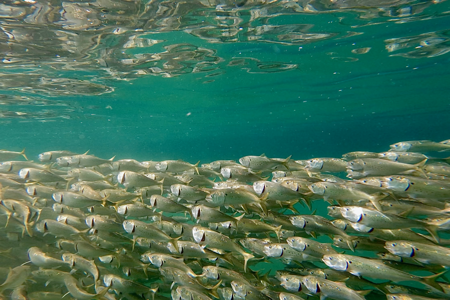 Major Menhaden Cuts Needed to Benefit Striped Bass - On The Water
