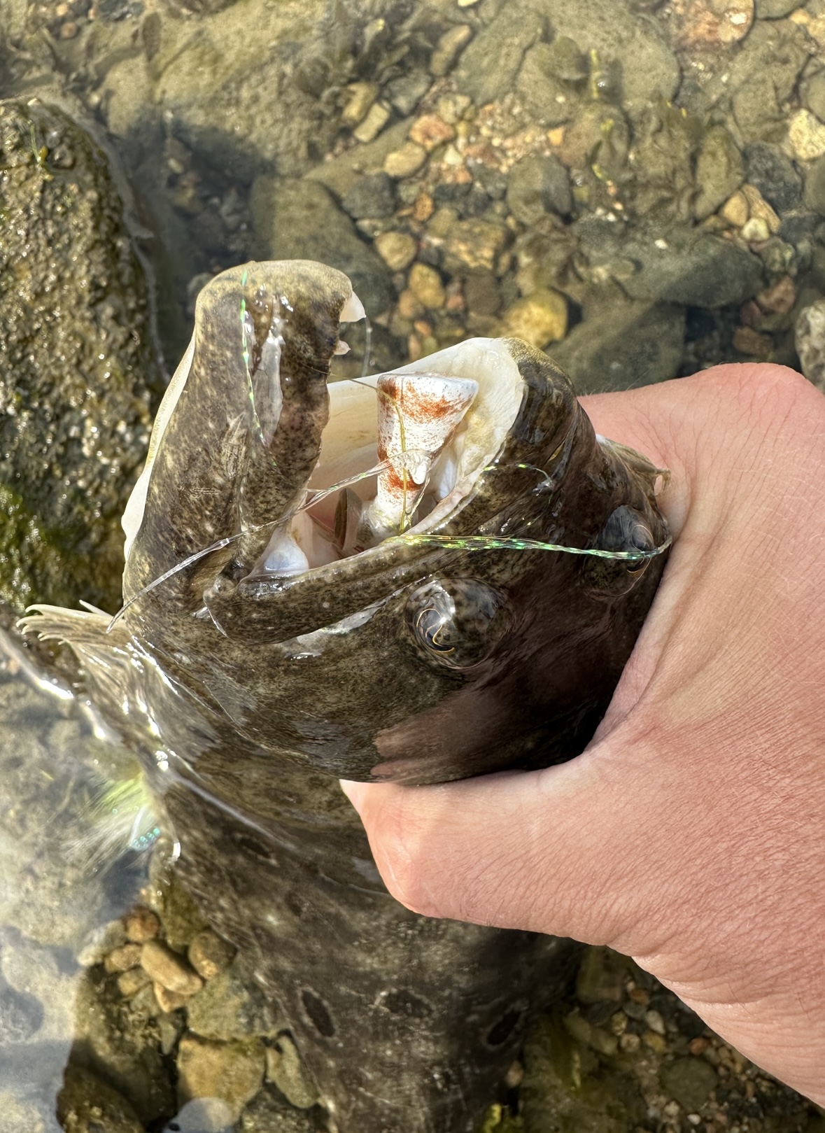 Cape Cod Fishing Report- June 15, 2023 - On The Water