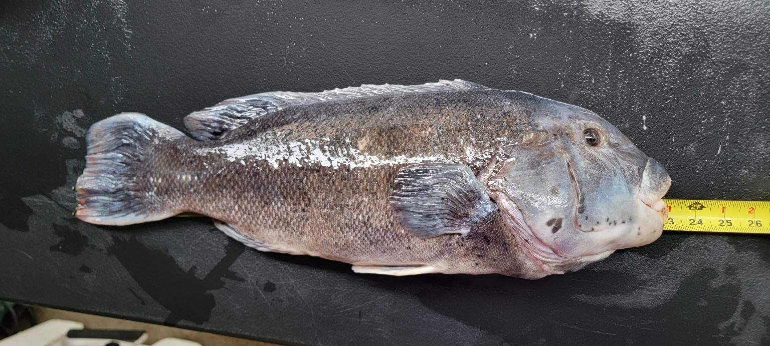 Record Tautog Caught in Maine...on Live Mackerel! - On The Water
