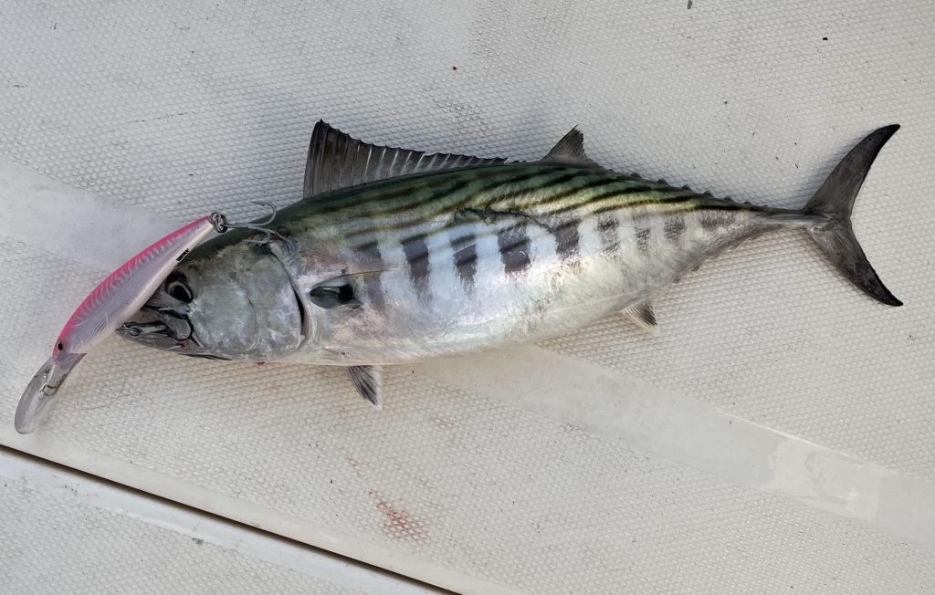 Cape Cod Fishing Report- July 27, 2023 - On The Water