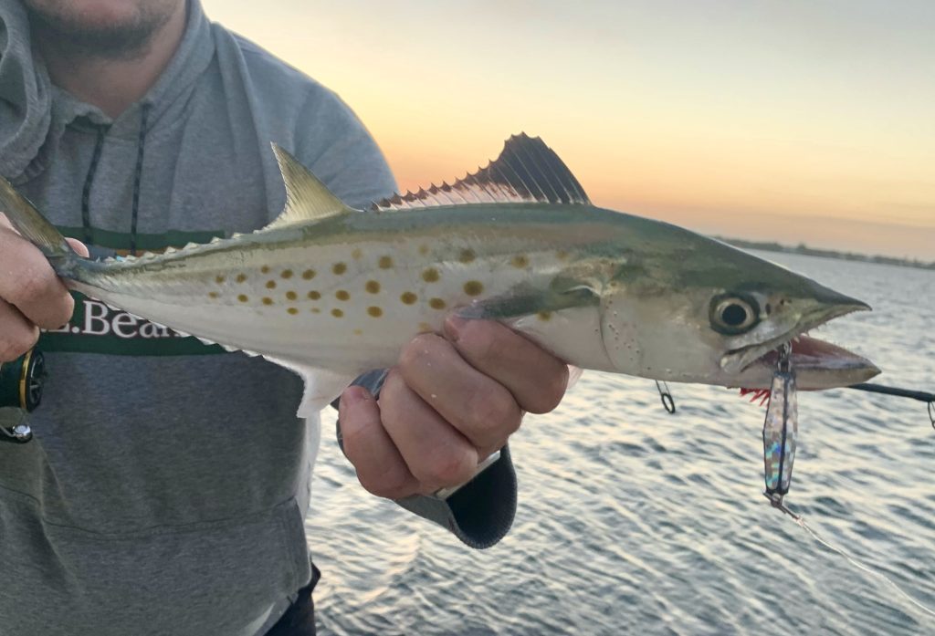 Northeast Exotic: The Spanish Mackerel - On The Water