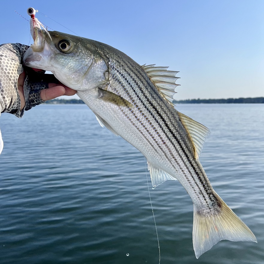 Maryland & Chesapeake Bay Fishing Report- July 13, 2023 - On The Water