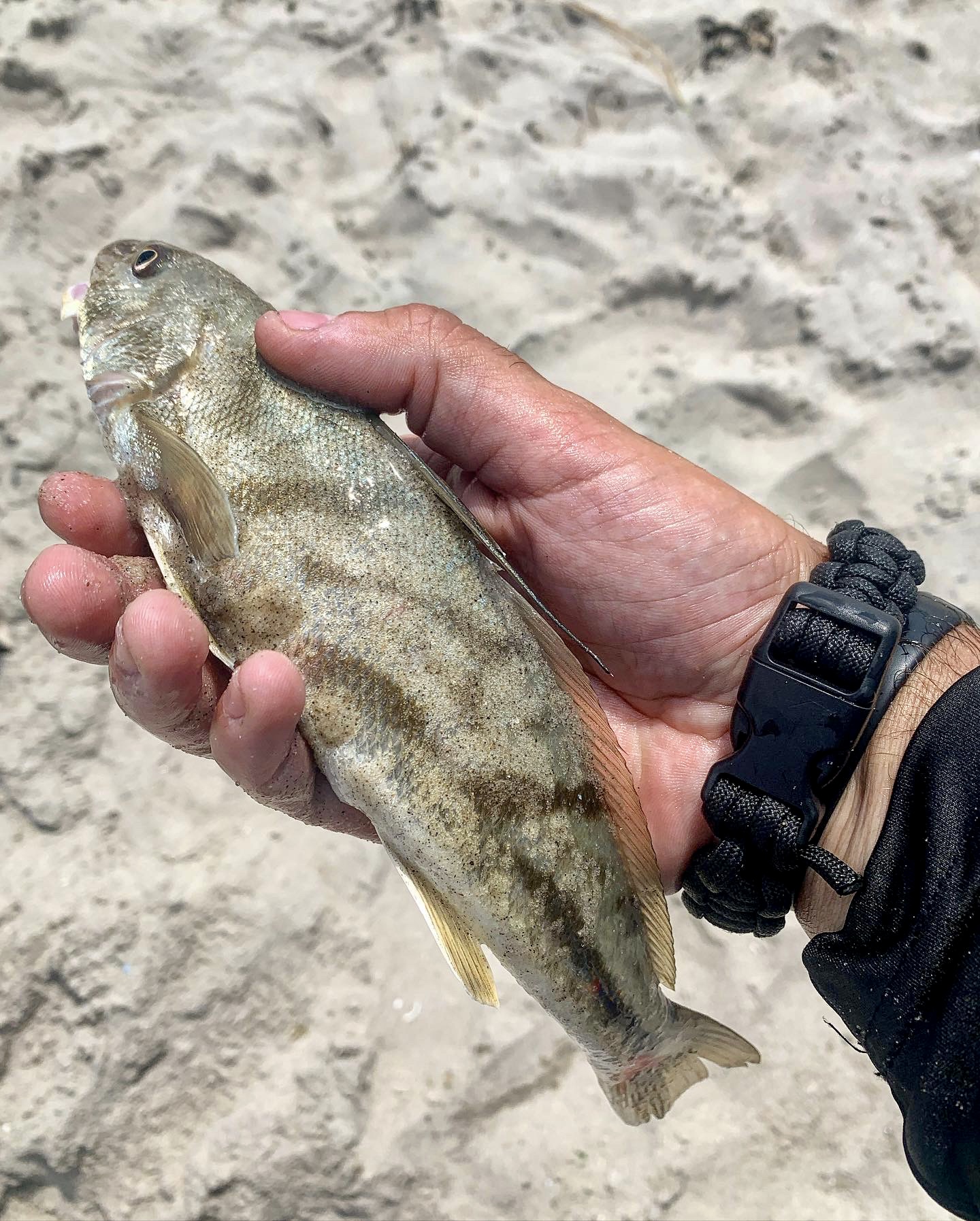 Catch and Cook: Northern Kingfish and Northern Puffer - On The Water