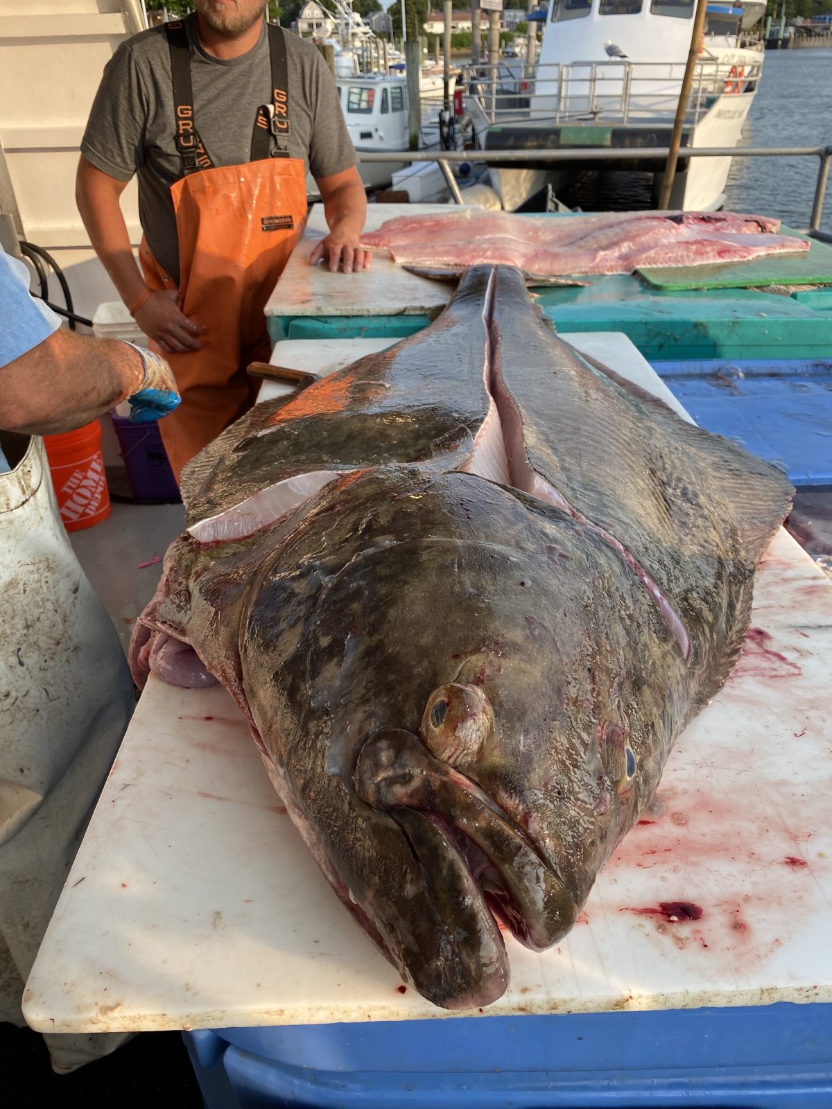135-pound Halibut Caught off of Cape Cod - On The Water