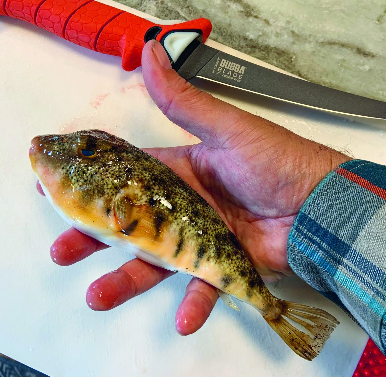 Catch and Cook: Northern Kingfish and Northern Puffer - On The Water