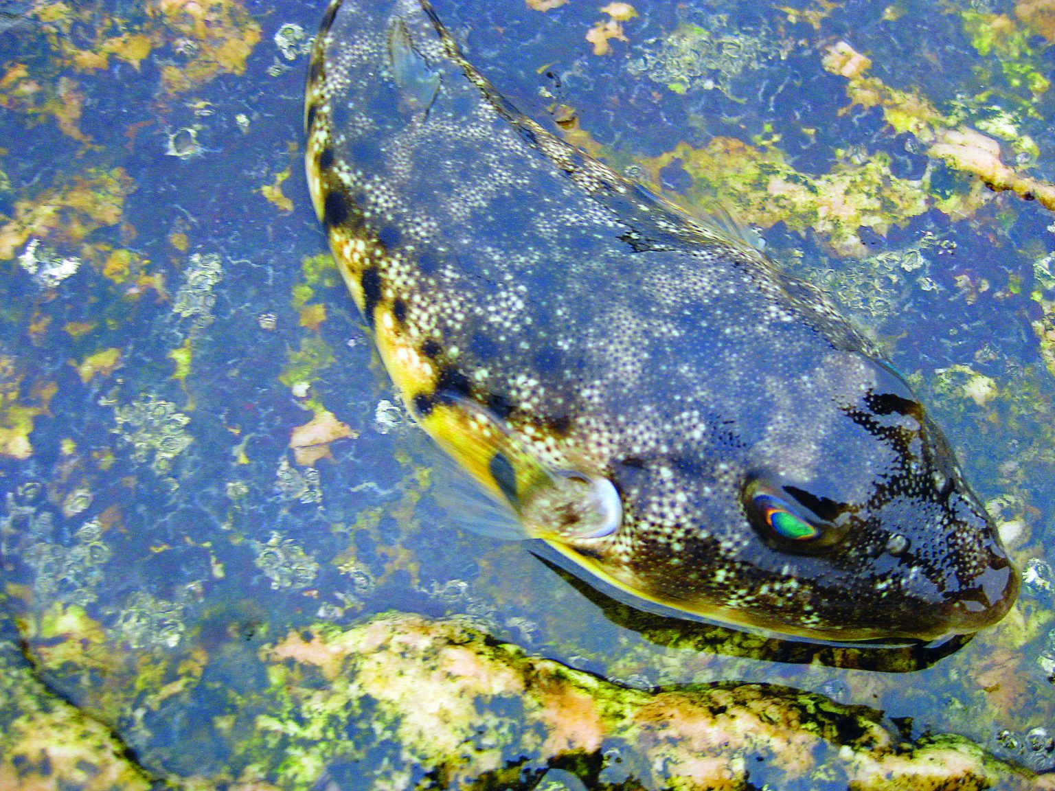 Catch and Cook: Northern Kingfish and Northern Puffer - On The Water