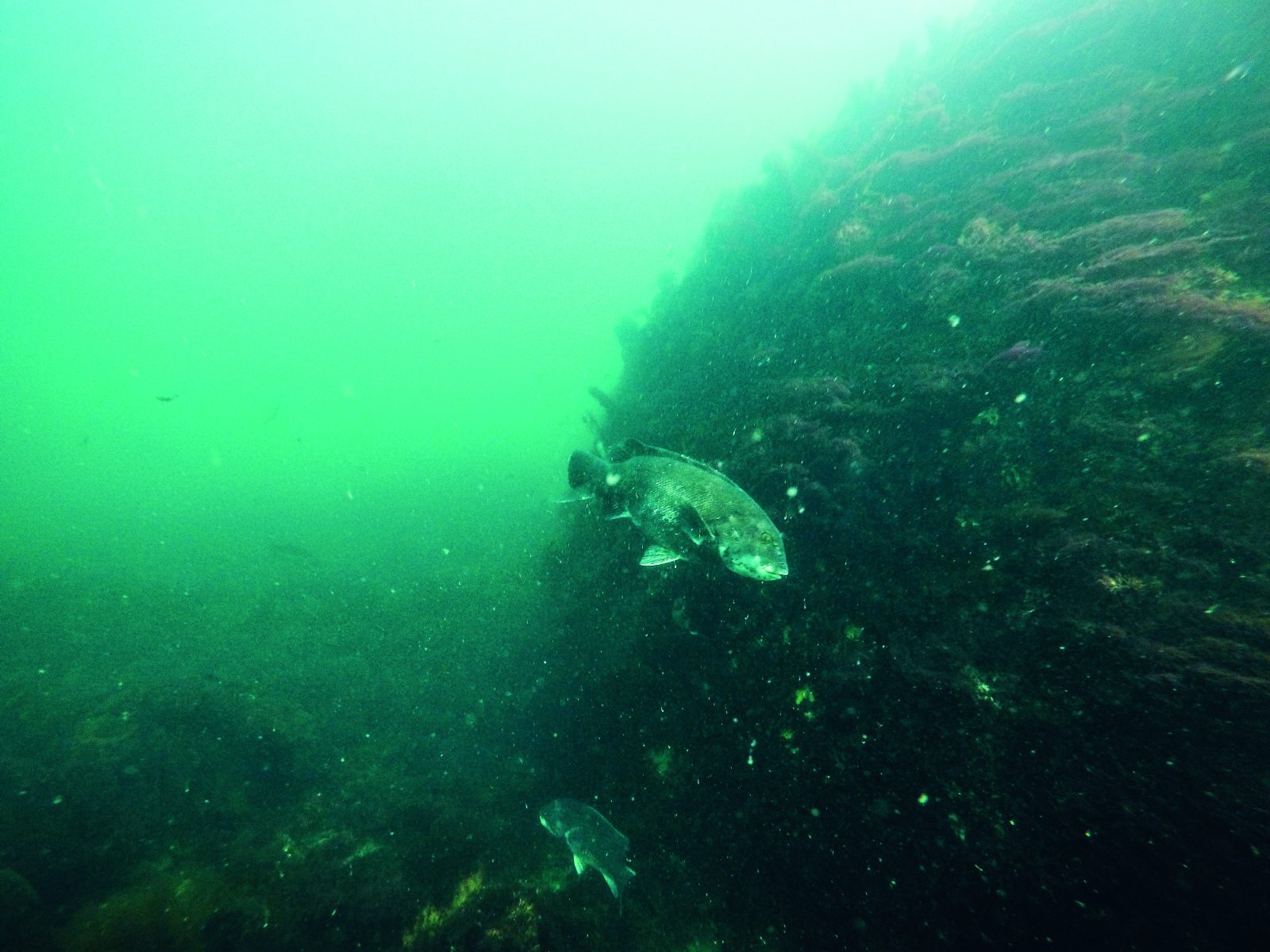 Swimming Shallow with Blackfish - On The Water