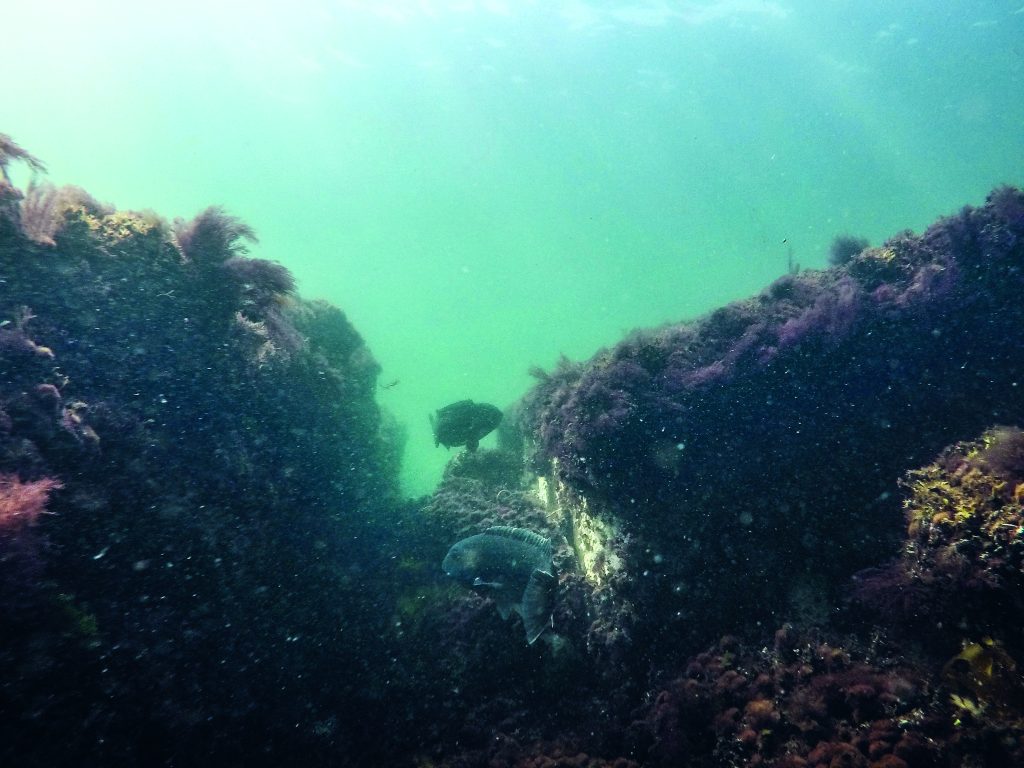 Swimming Shallow with Blackfish - On The Water