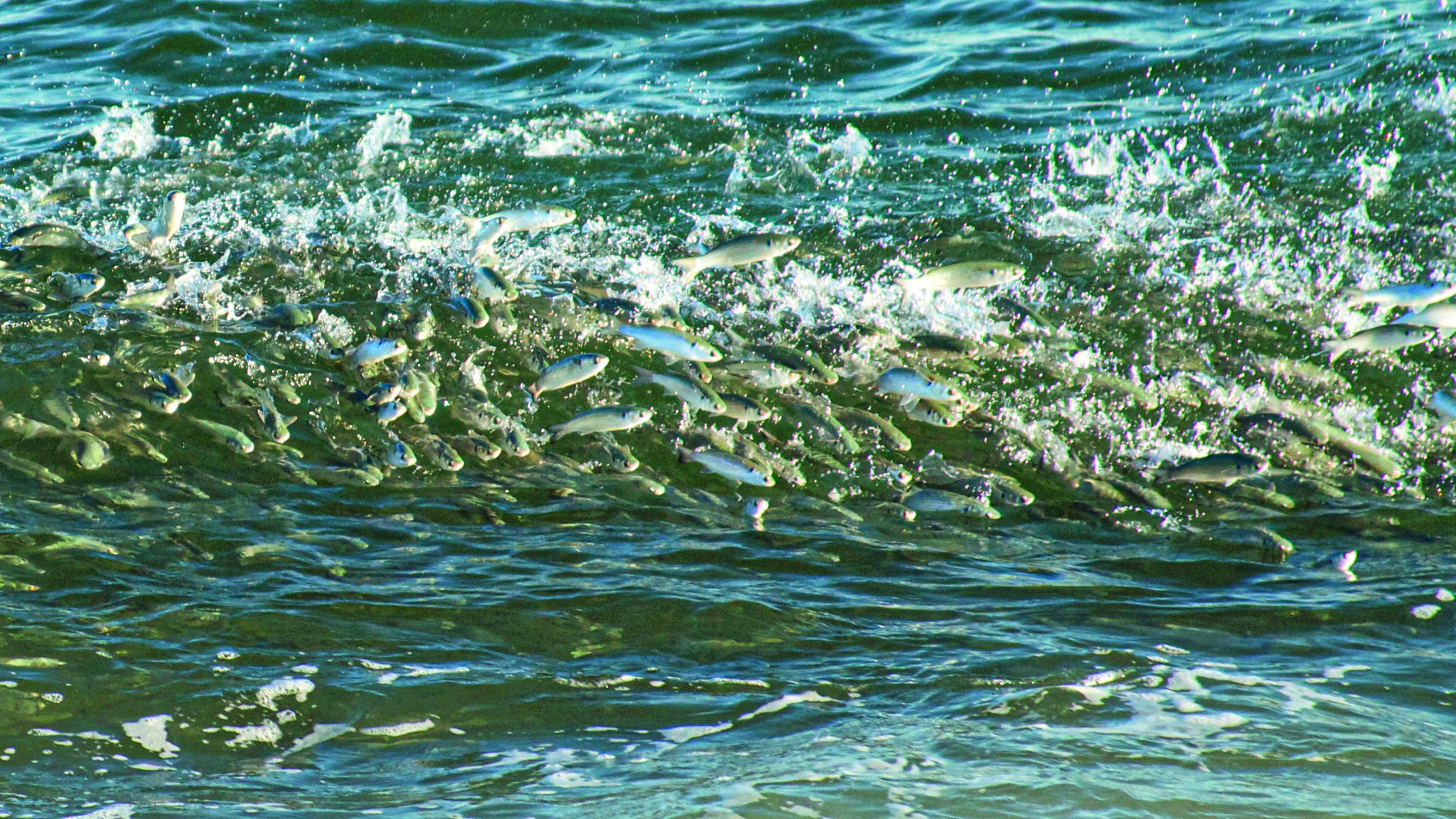 What Happened to the Mullet Run? - On The Water