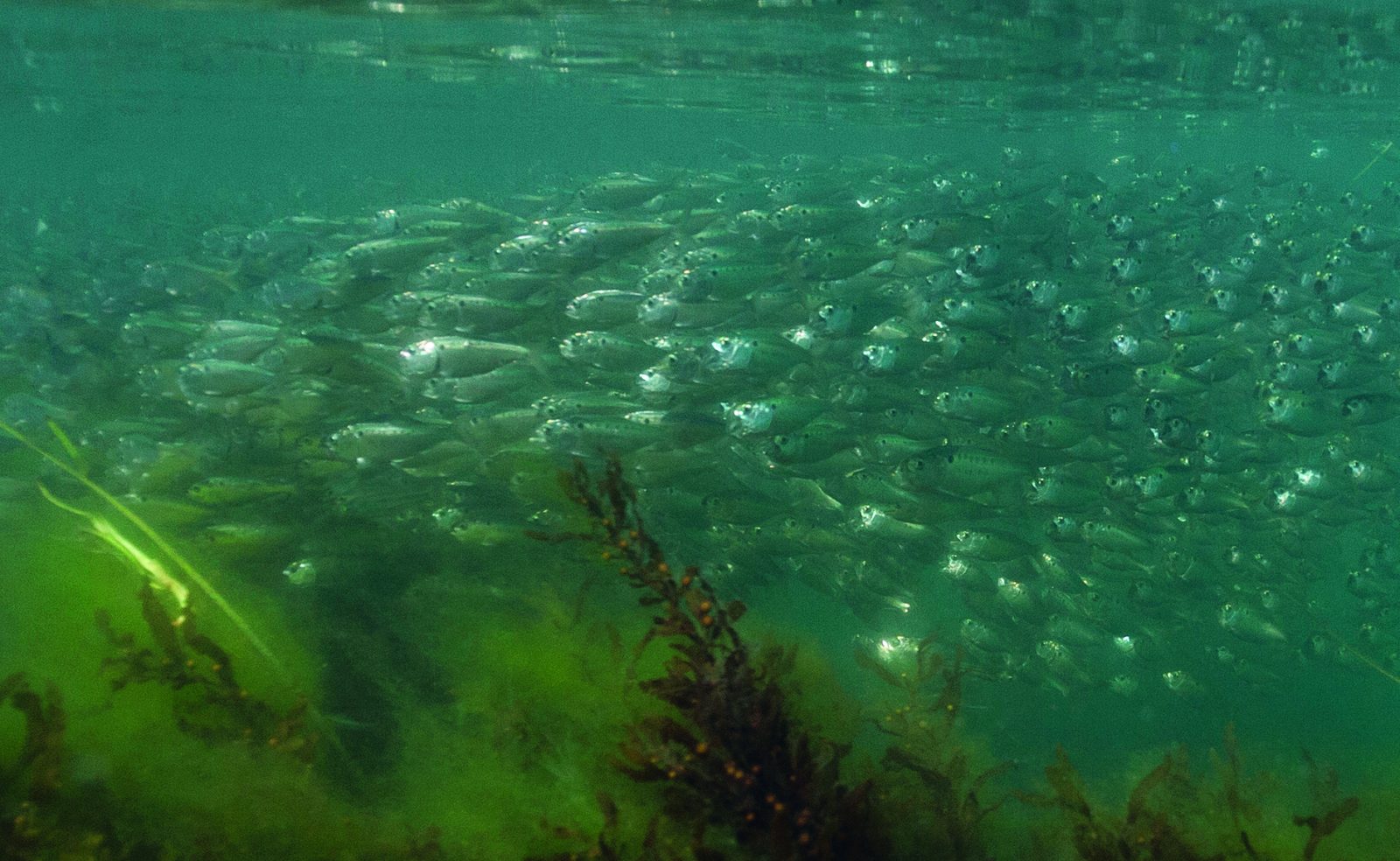 Have the Best Fall Run Ever - On The Water