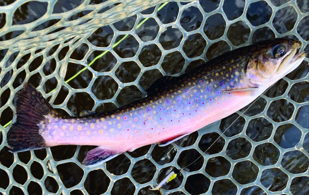 Fall Foliage and Connecticut River Trout - On The Water