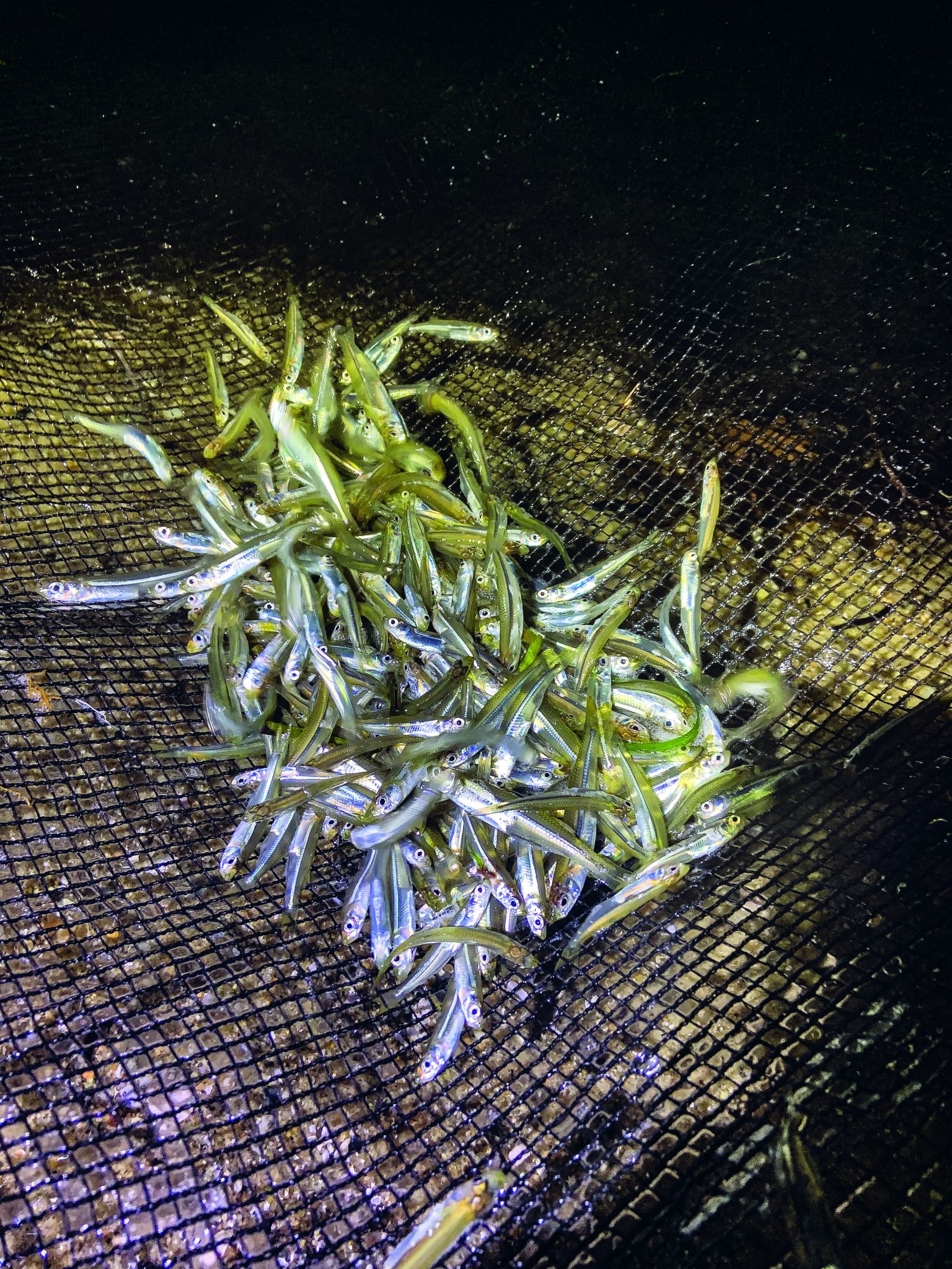 Atlantic Silversides: Fries with Eyes - On The Water