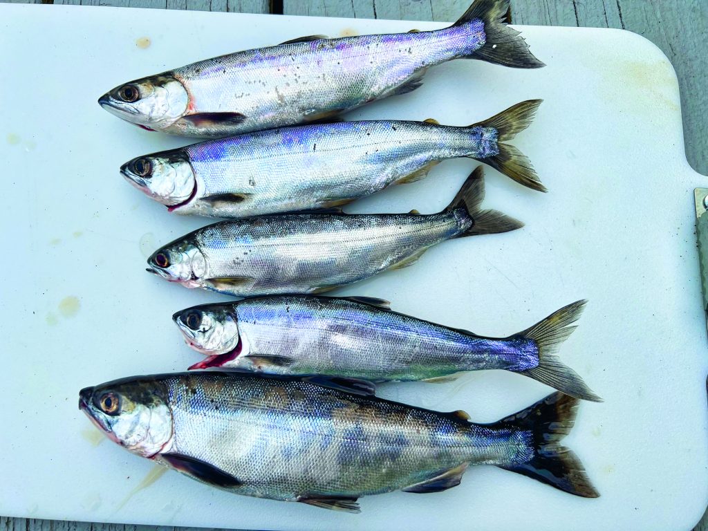 East Coast Kokanee Salmon - On The Water