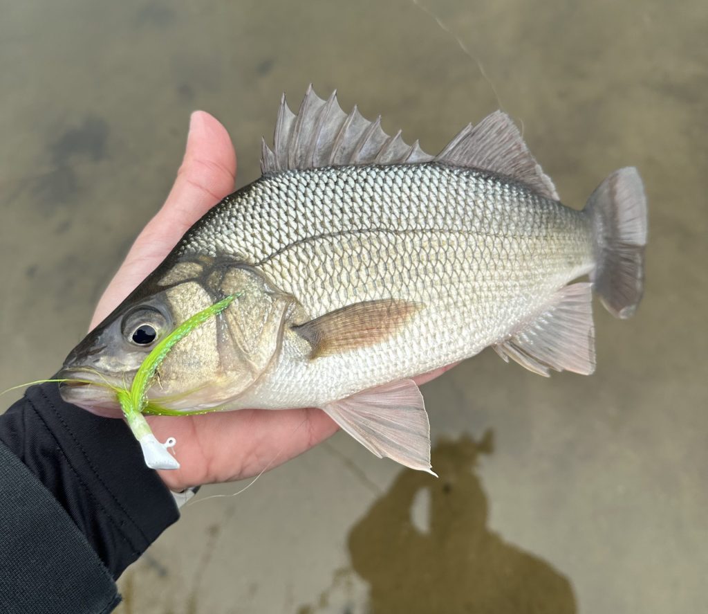 What to Fish for in New Jersey in April? - On The Water