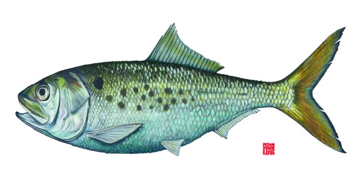 Angling Artist: Mike Palmer - On The Water