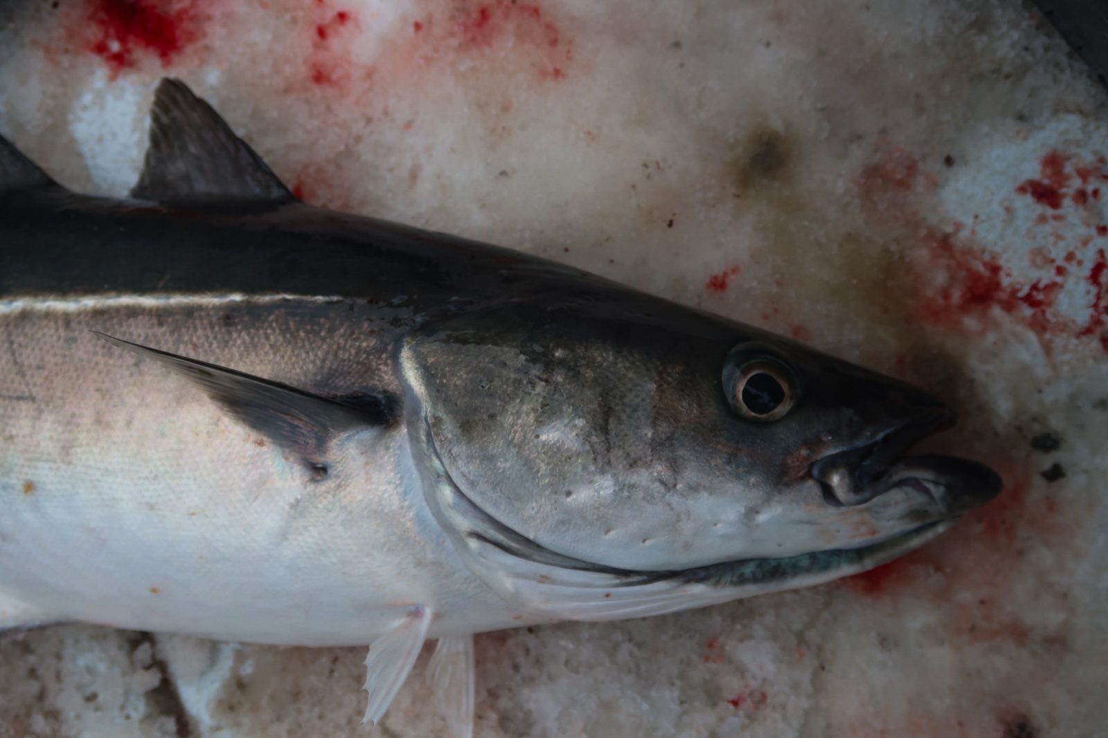 Jigging for Pollock - On The Water