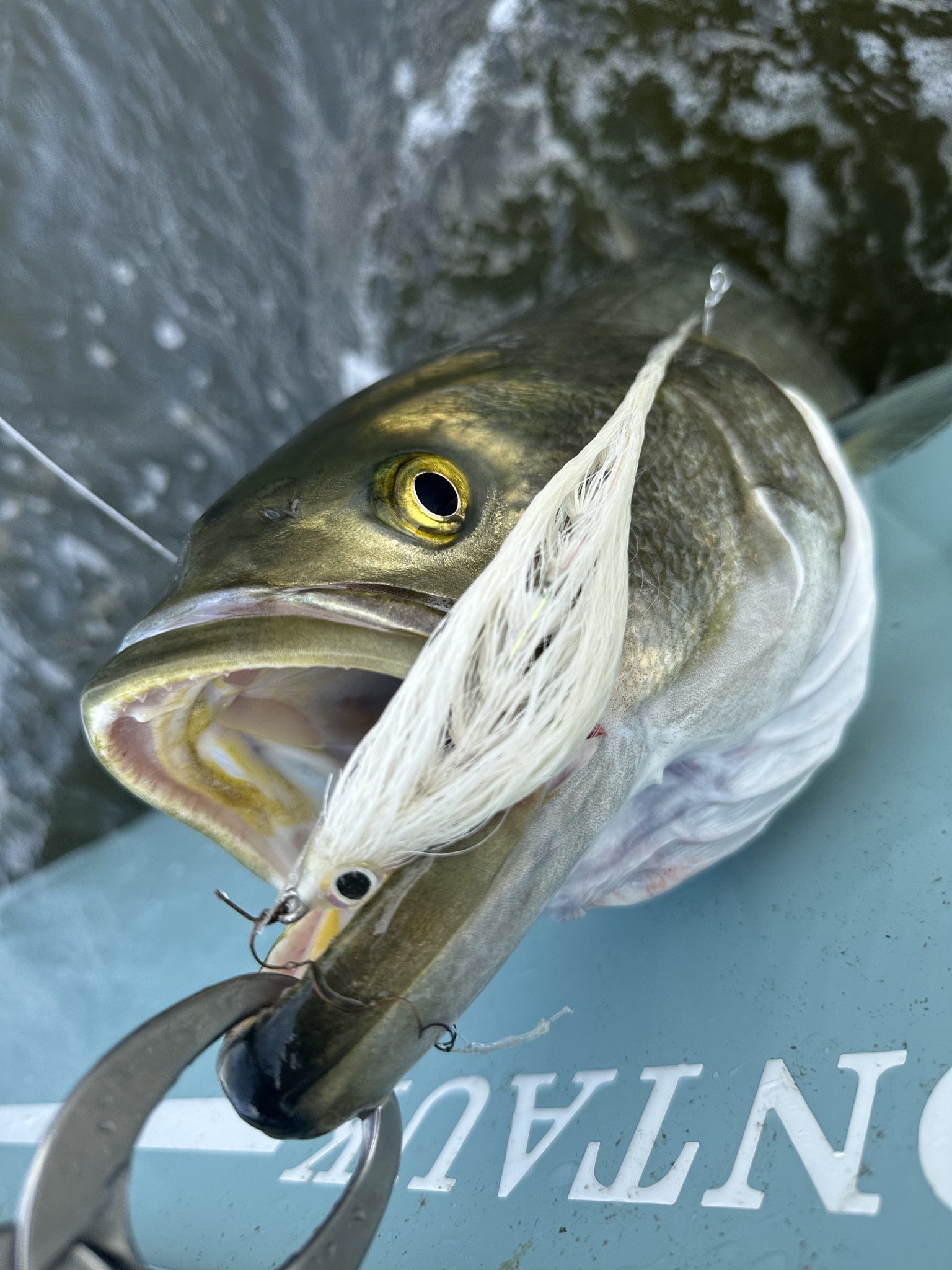 Bluefish on Bunker in Long Island Sound - On The Water