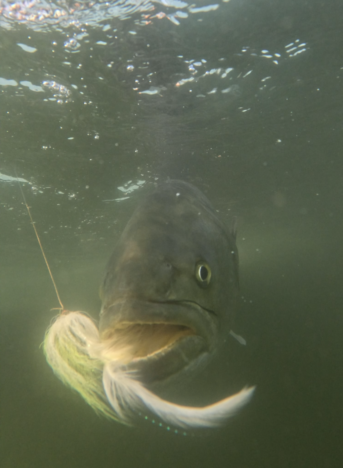 Bluefish on Bunker in Long Island Sound - On The Water
