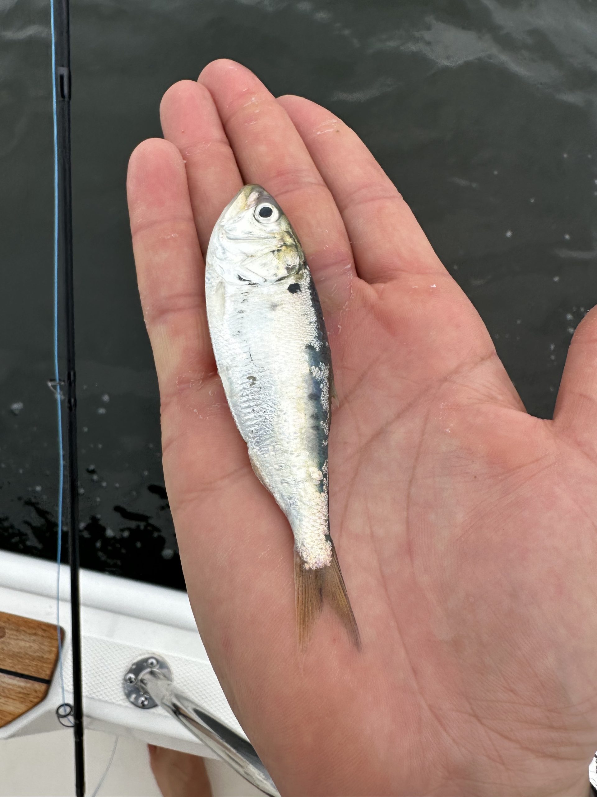 Bluefish on Bunker in Long Island Sound - On The Water