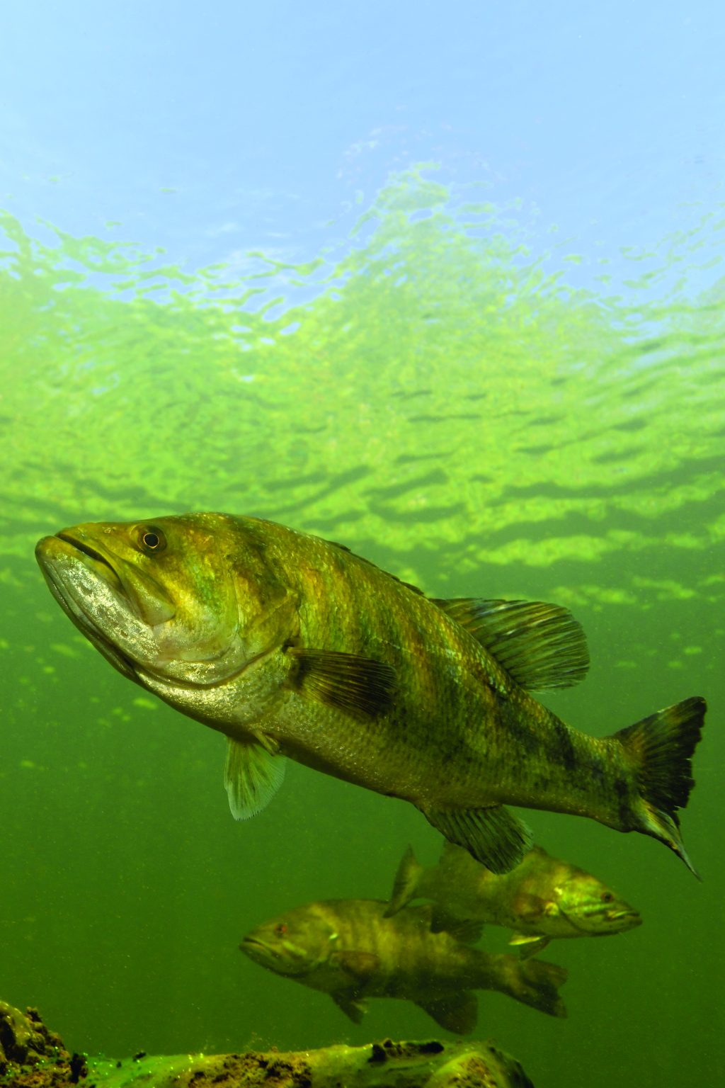 The Father of New England Bass Fishing - On The Water