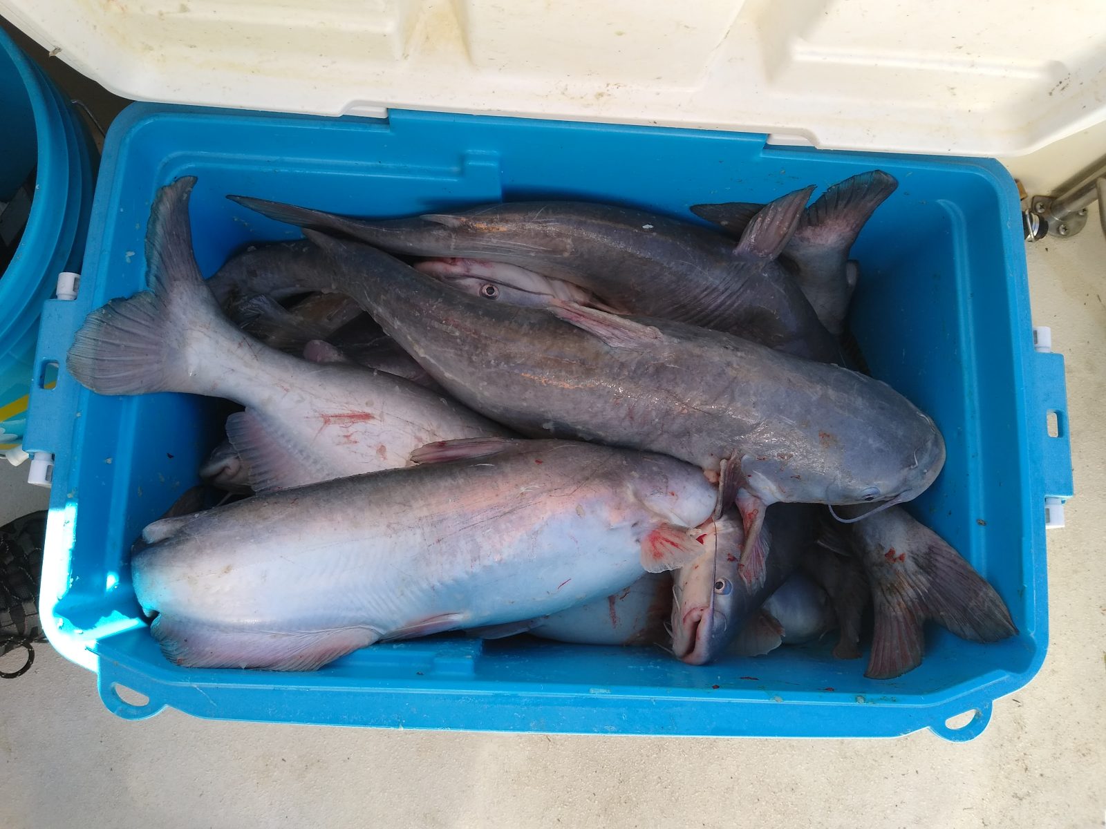 The Invasive Blue Catfish of Chesapeake Bay - On The Water