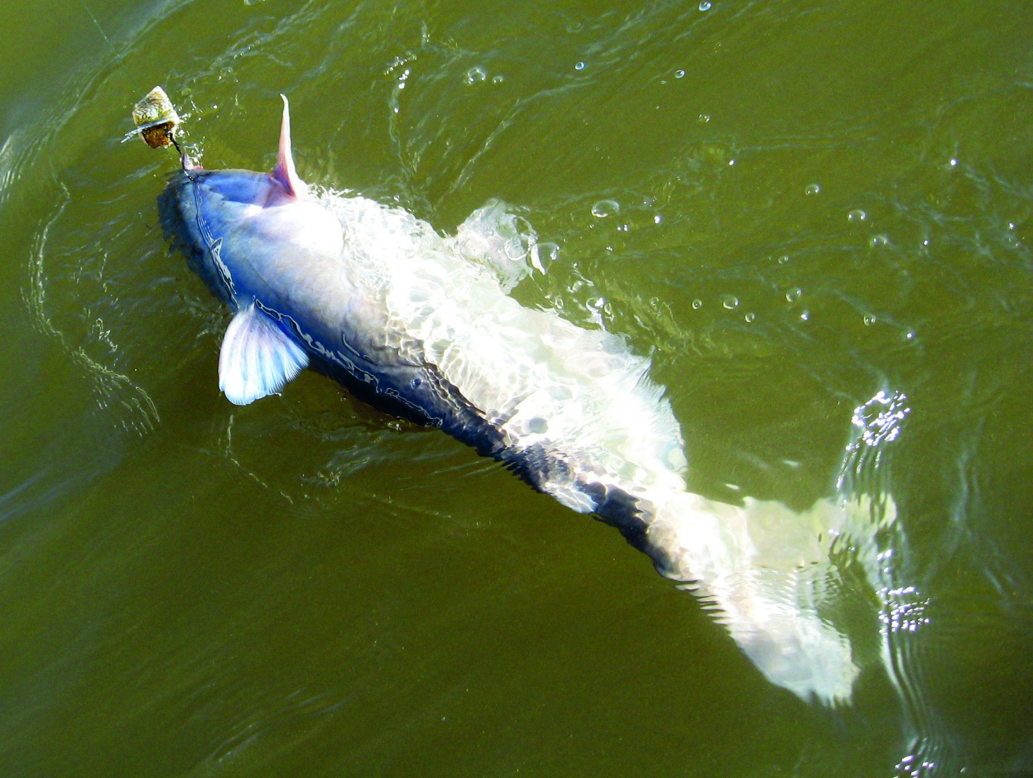 The Invasive Blue Catfish of Chesapeake Bay - On The Water