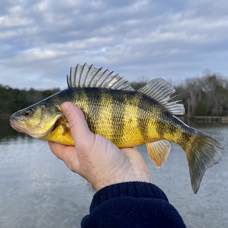 Maryland & Chesapeake Bay Fishing Report - February 29, 2024 - On The Water