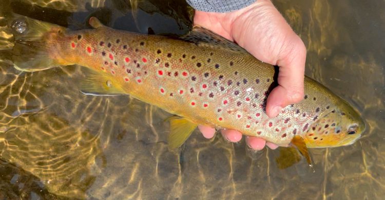 Wild Brown Trout On the Deerfield River - On The Water