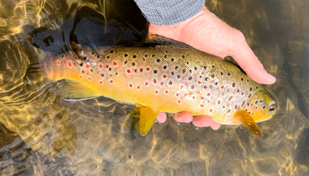 Wild Brown Trout on the Deerfield River - On The Water
