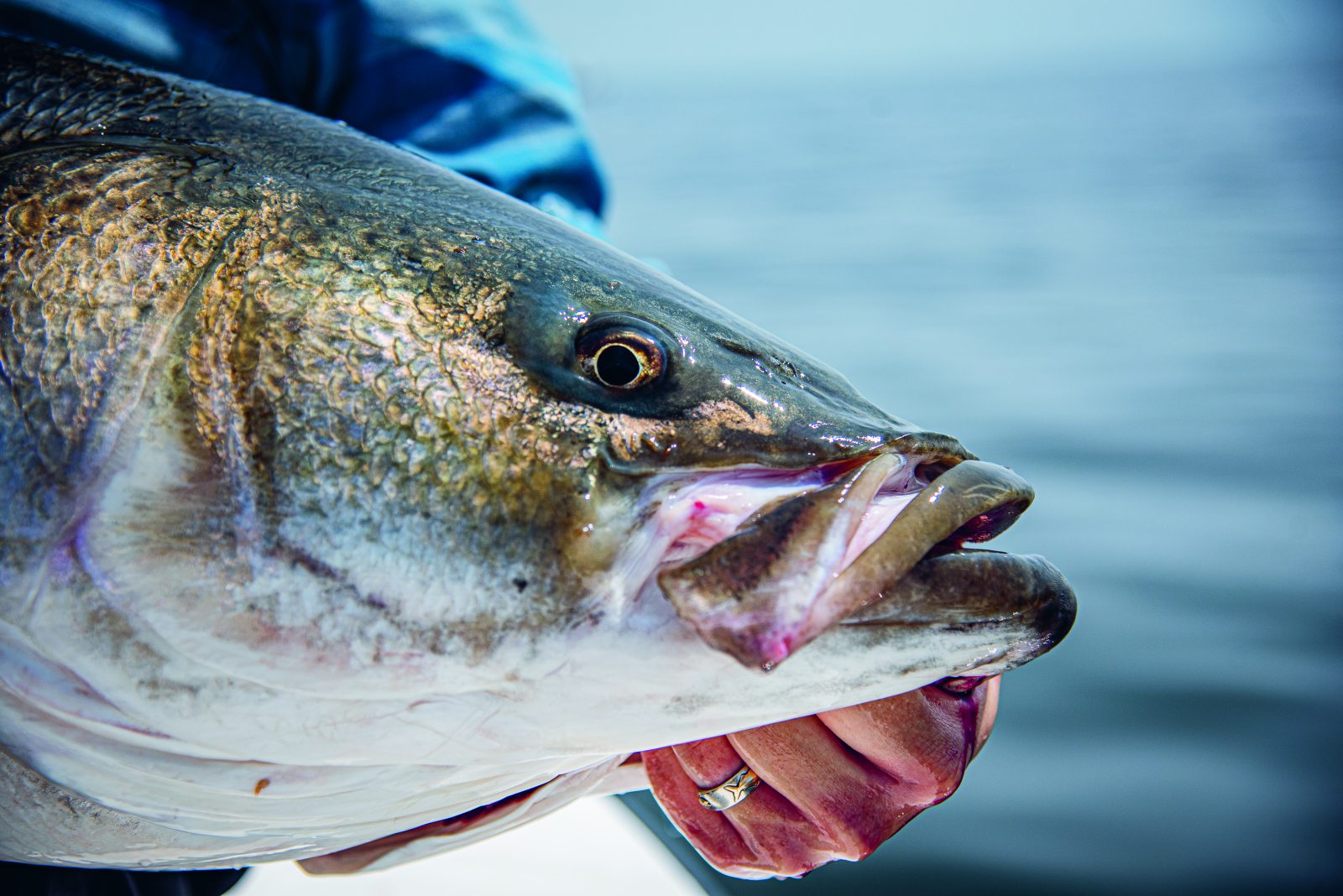 Metal Lip Swimmers for Giant Striped Bass - On The Water
