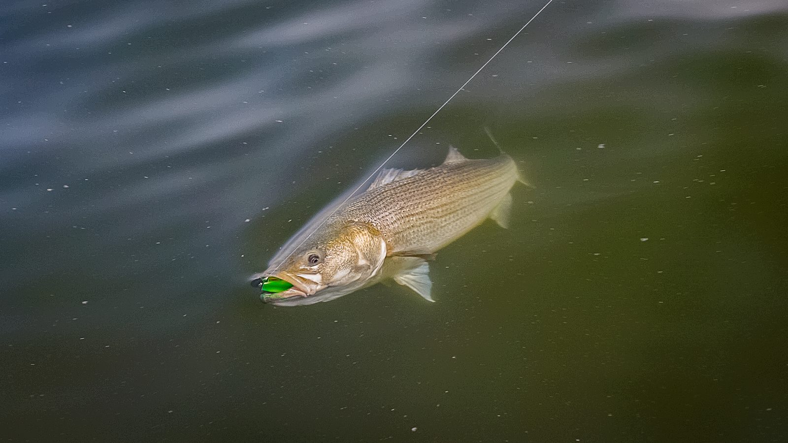 Metal Lip Swimmers for Giant Striped Bass - On The Water