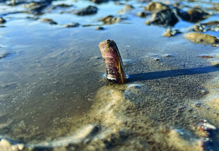 How to Harvest and Cook Razor Clams - On The Water