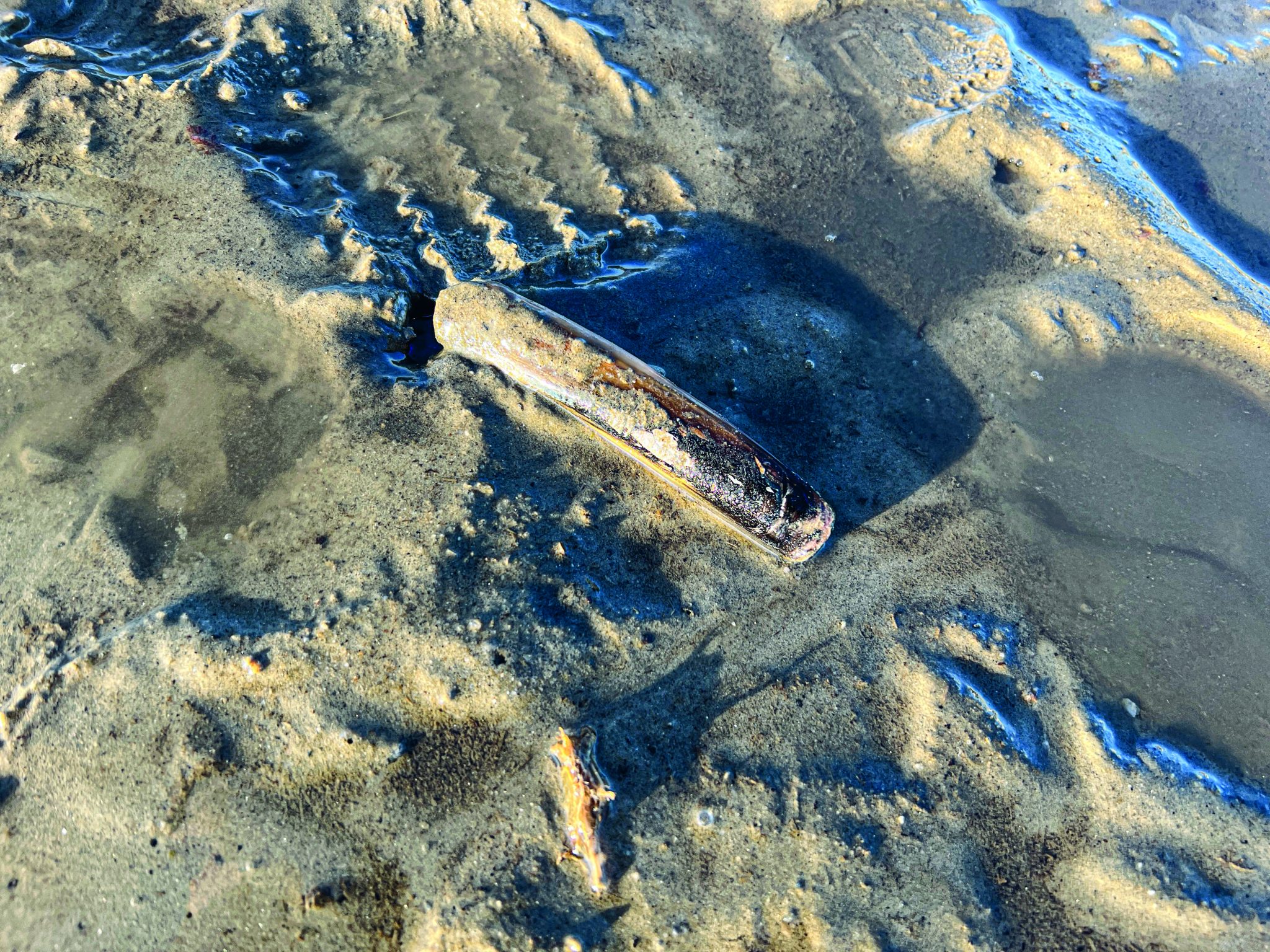 How to Harvest and Cook Razor Clams - On The Water