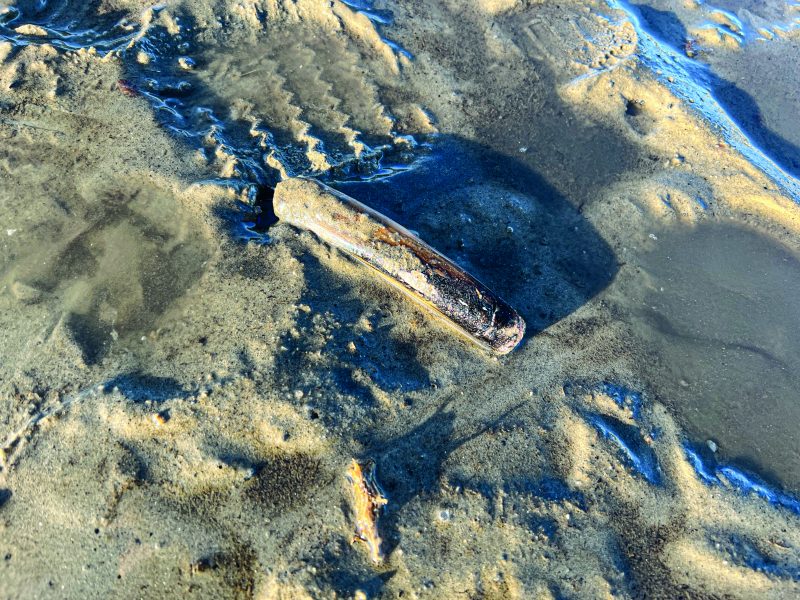 How to Harvest and Cook Razor Clams - On The Water