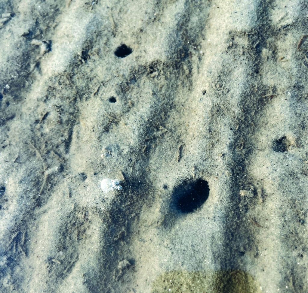 How to Harvest and Cook Razor Clams - On The Water