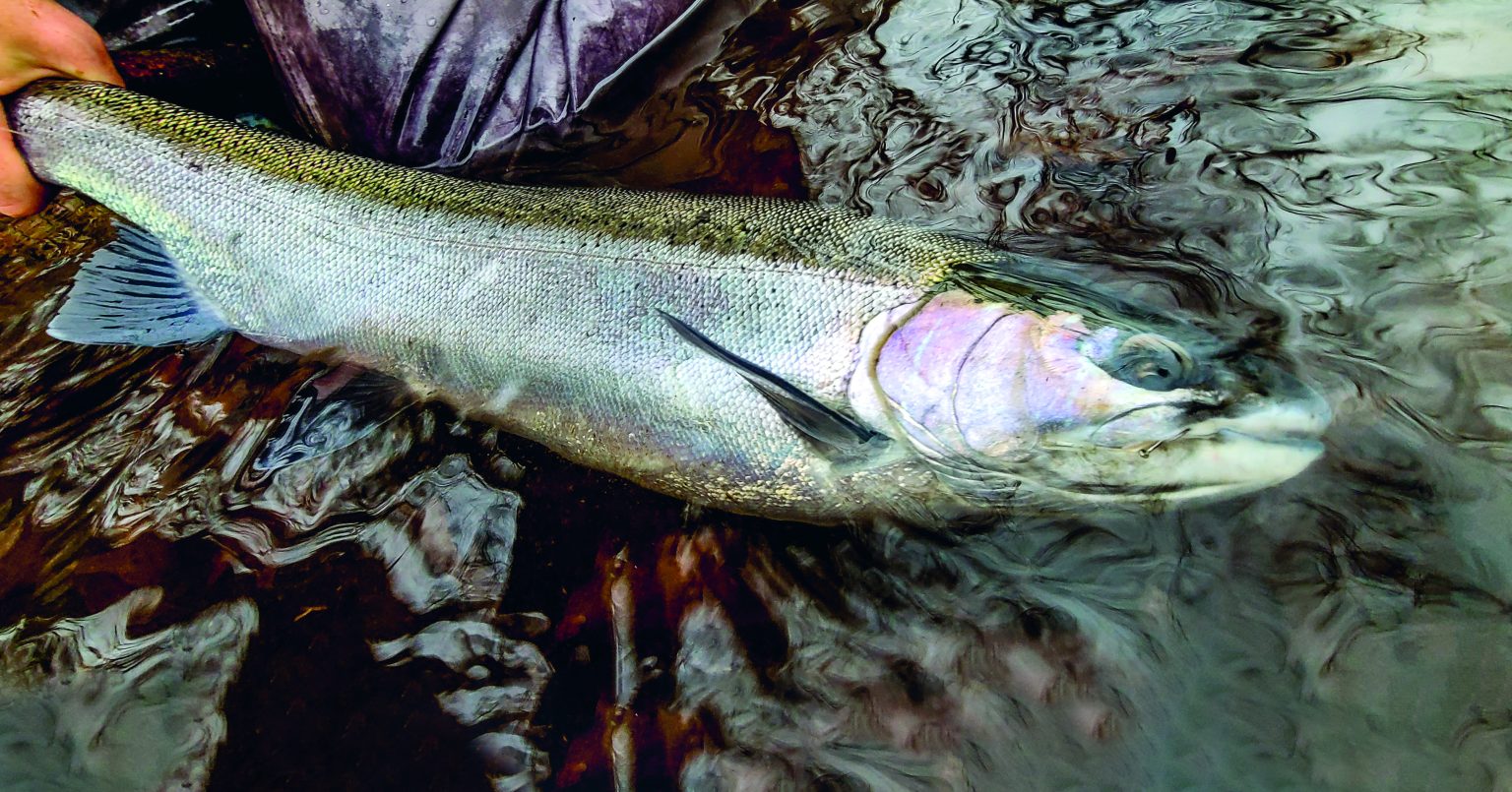 Early-Spring Steelhead - On The Water