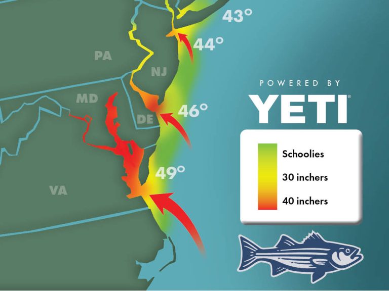 New York and Long Island Fishing Reports