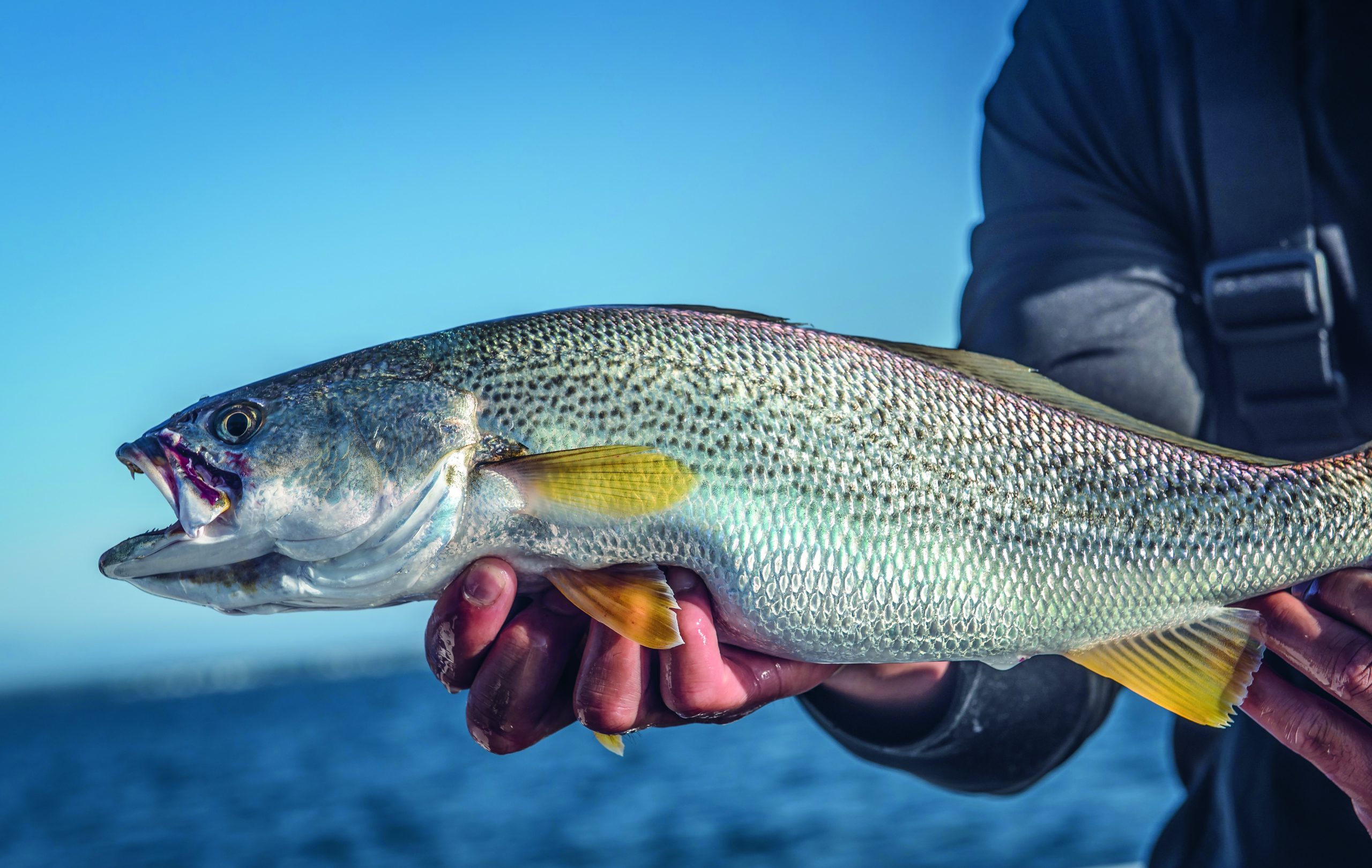 How to Catch Weakfish from Shore - On The Water