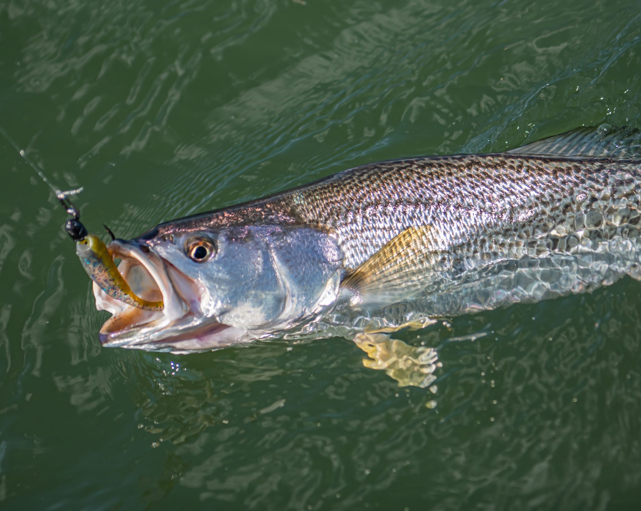 How to Catch Weakfish from Shore - On The Water