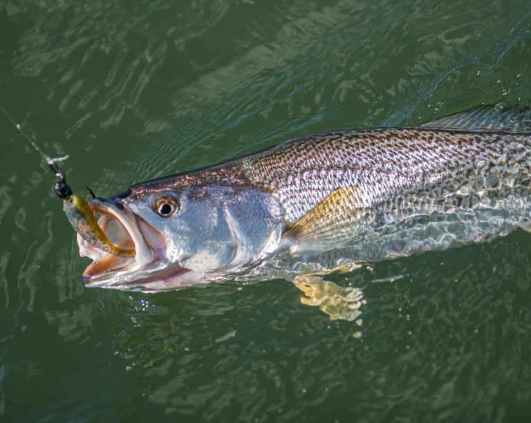 How to Catch Weakfish from Shore - On The Water