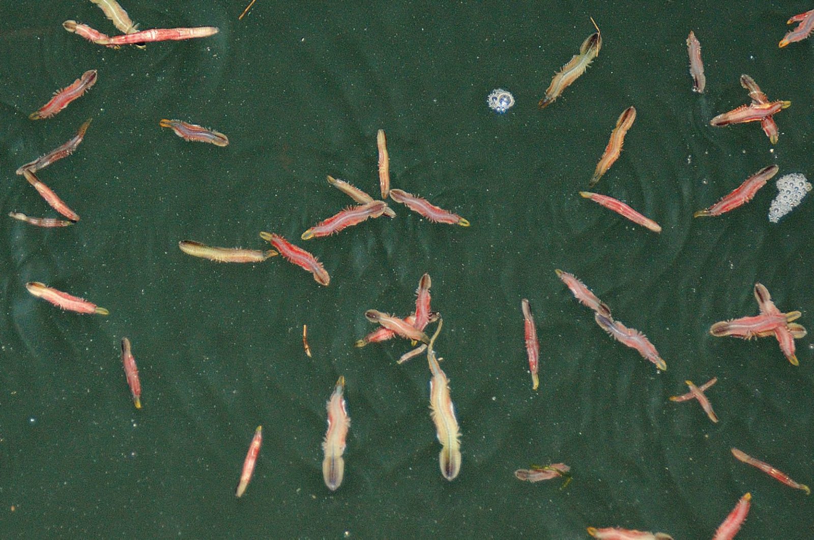 Weightless Soft-Plastics for Backwater Stripers - On The Water