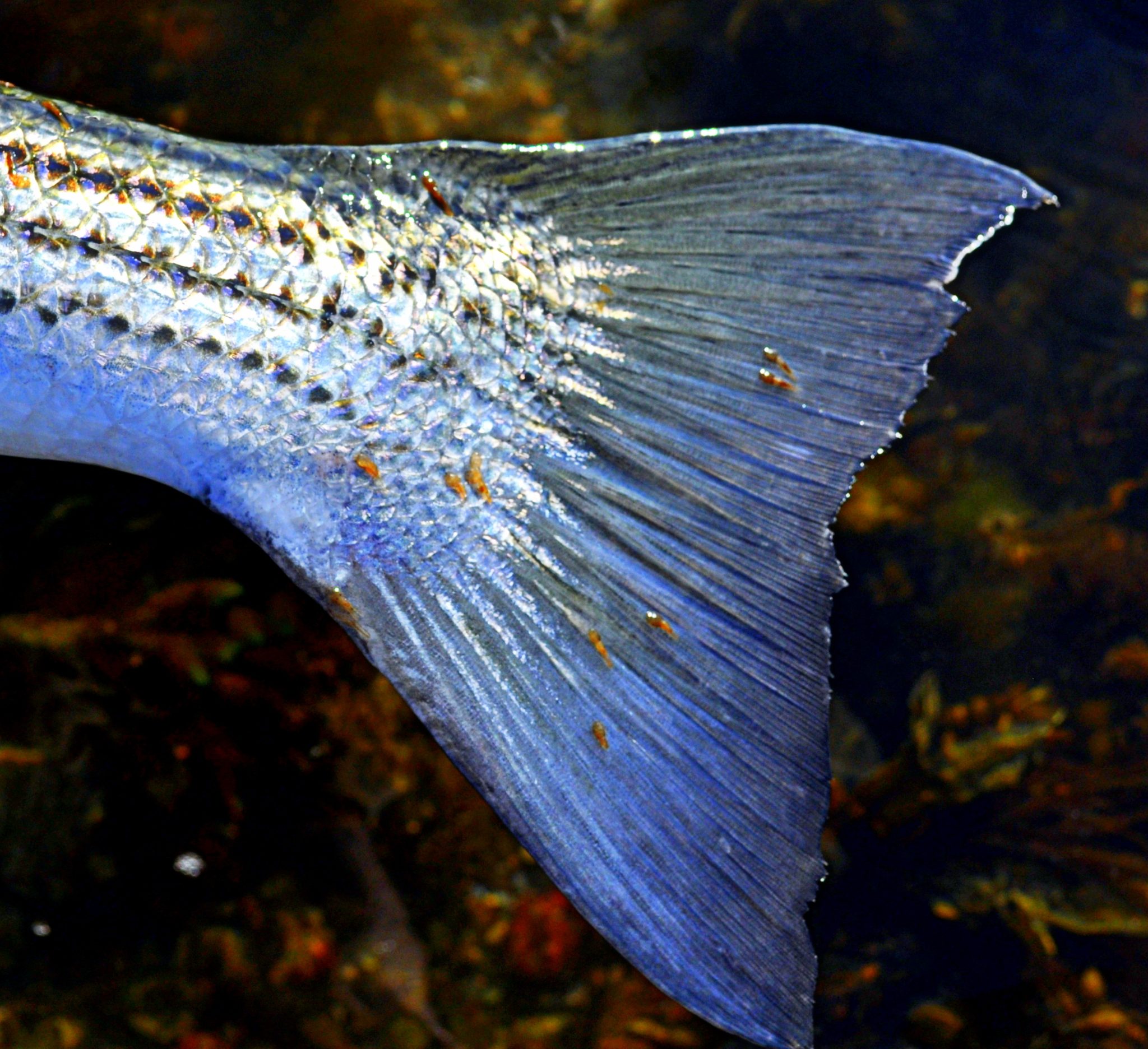 WARNING: Sea Lice Outbreak