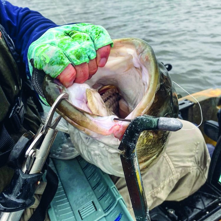 Soft-Plastic Eels for Big Striped Bass - On The Water