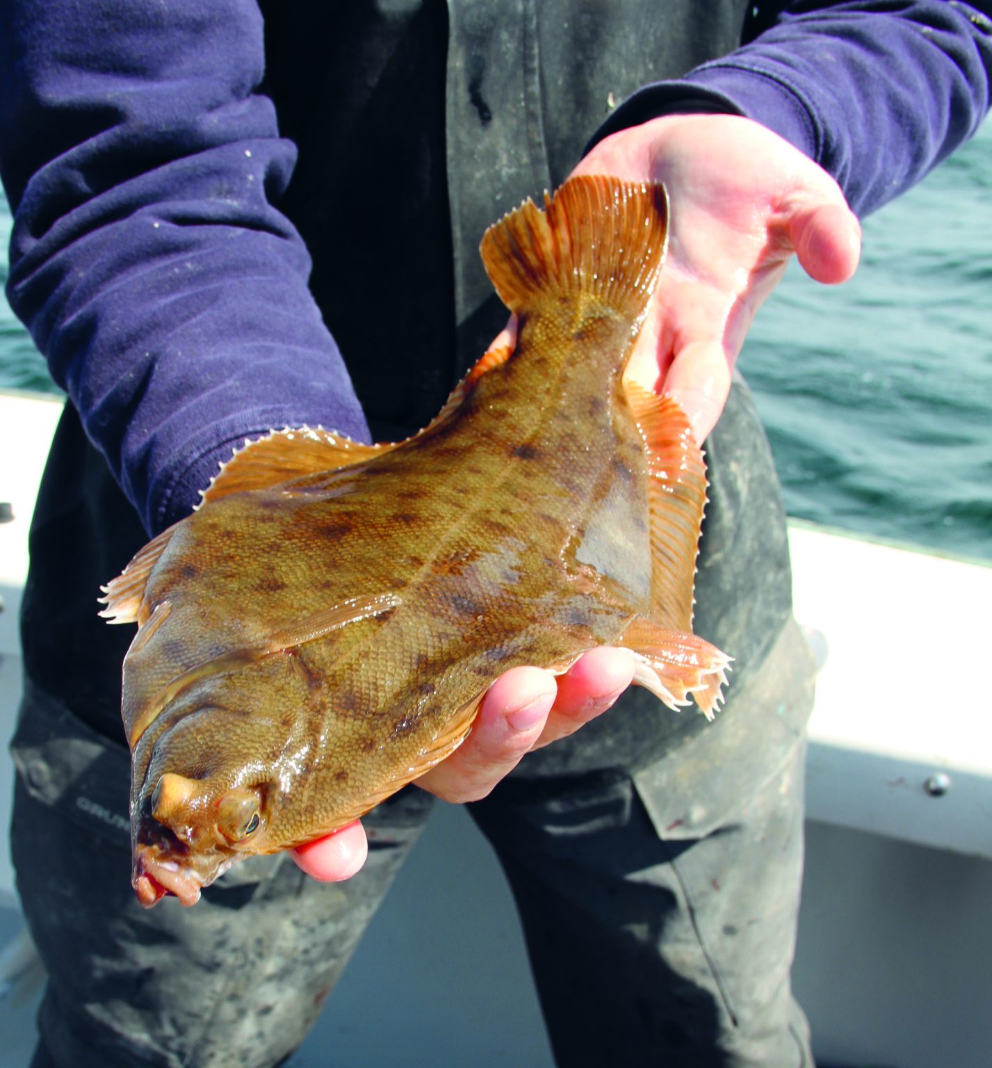 3 Must-Try Winter Flounder Recipes - On The Water