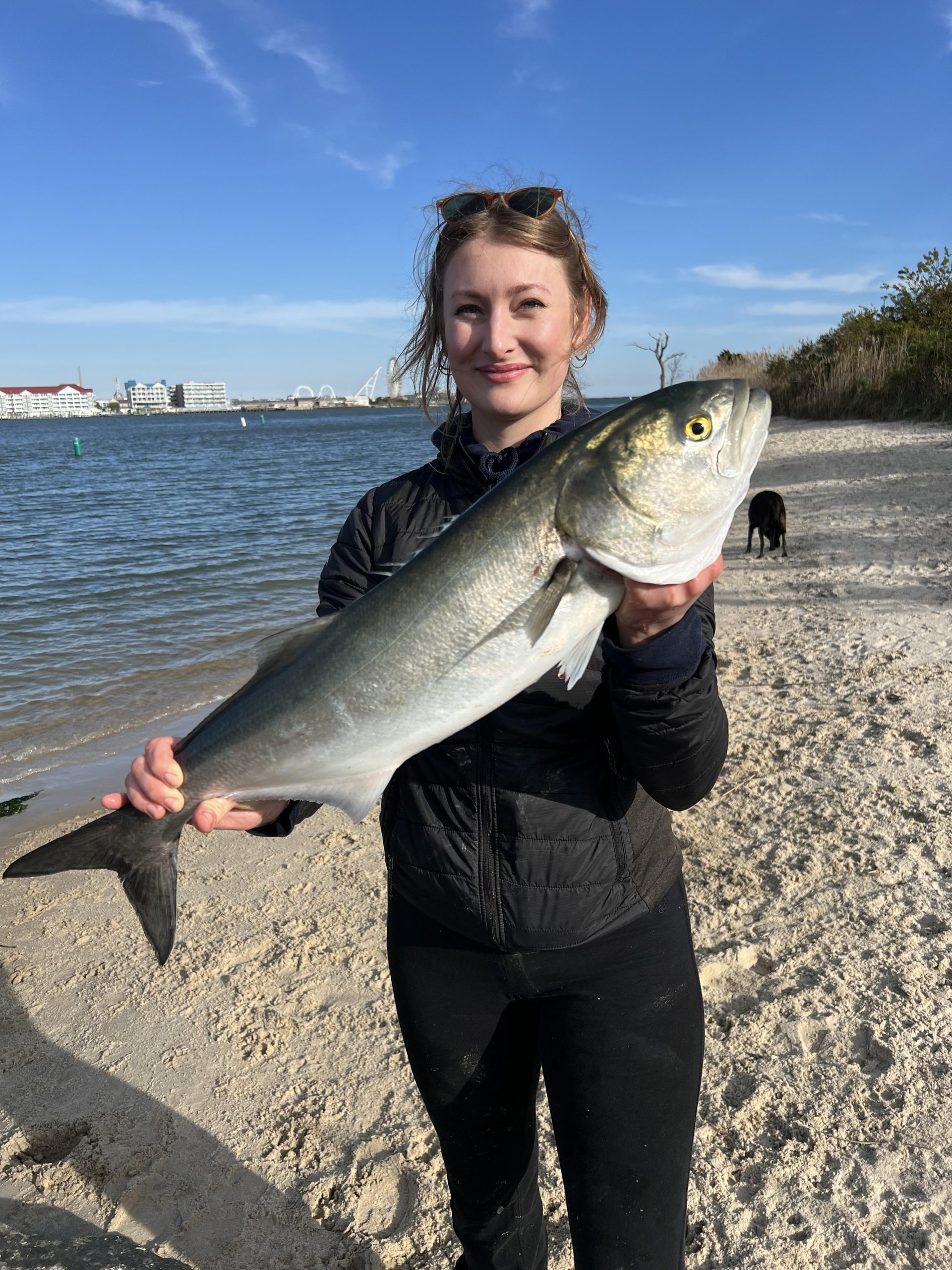 Maryland & Chesapeake Bay Fishing Report- May 2, 2024 - On The Water