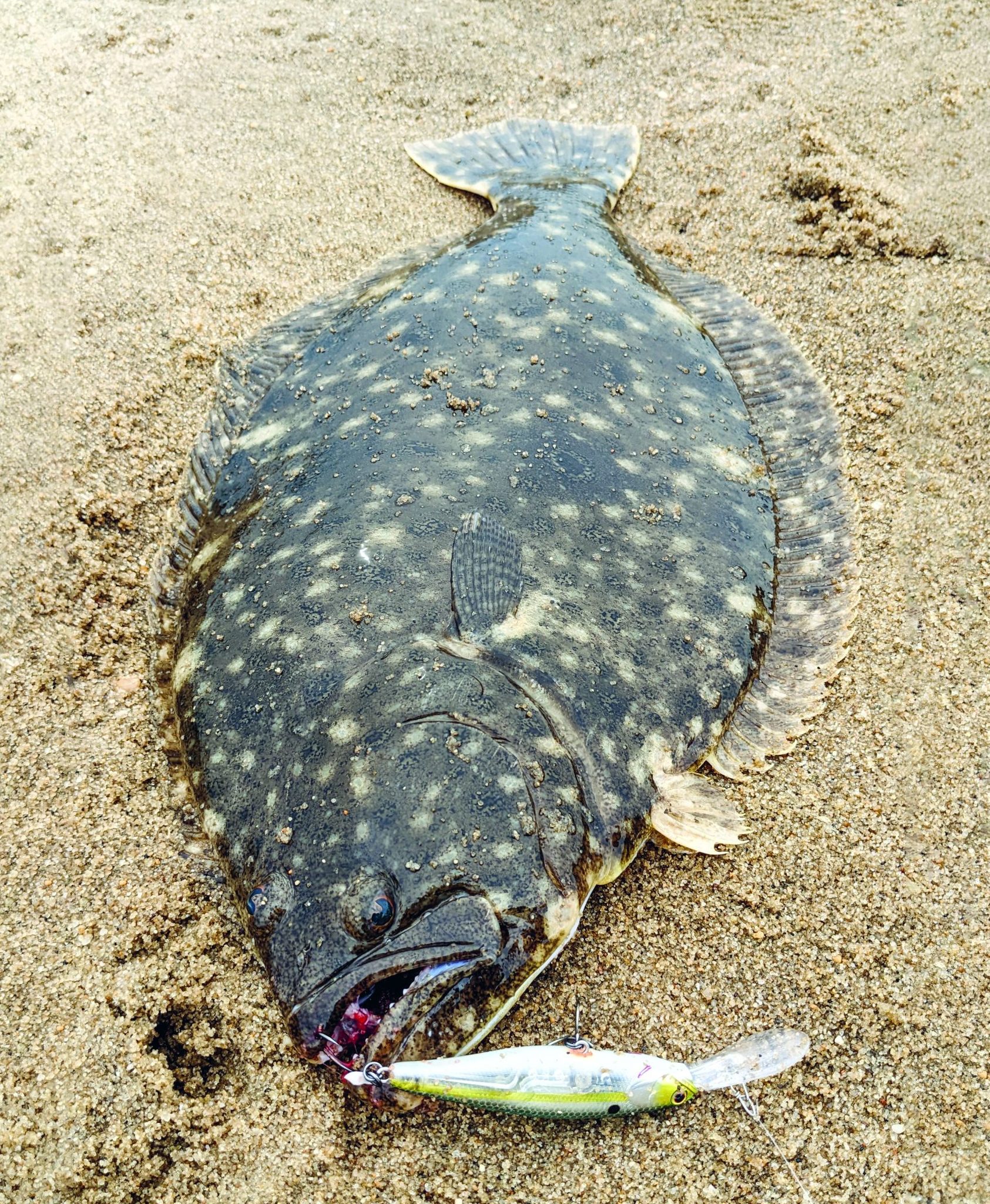 Fluke Fishing with Jerkbaits in the Back Bays - On The Water