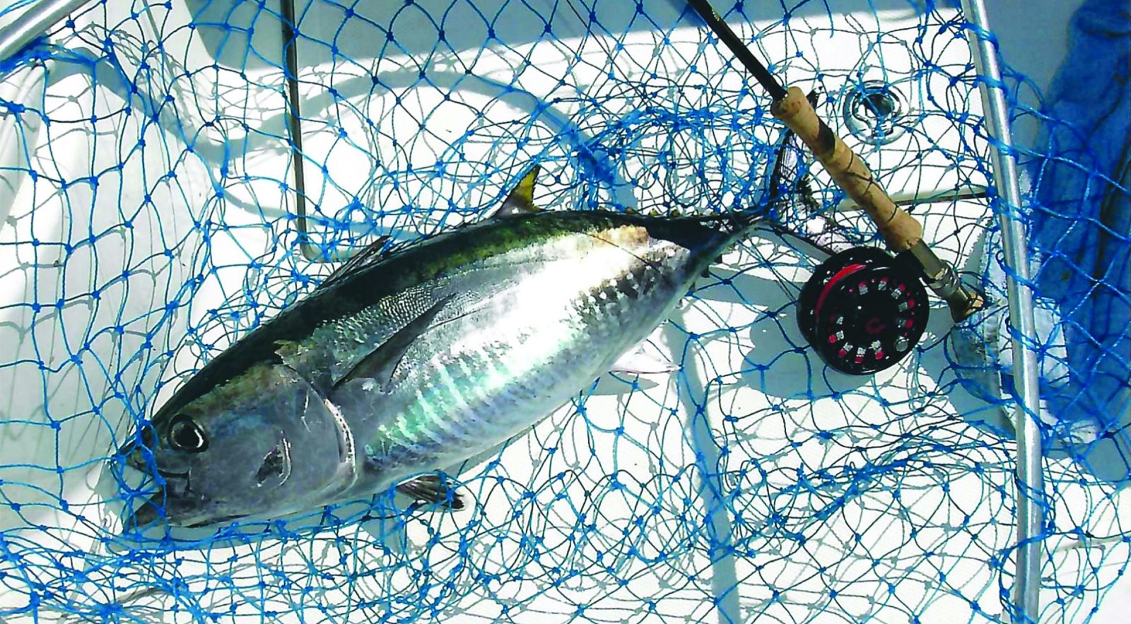 Fly Fishing for Bluefin Tuna - On The Water