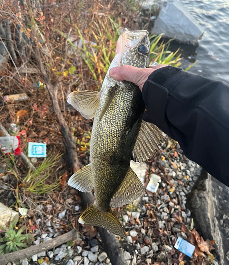 Coastal New Hampshire and Maine Coast Fishing Report – October 31, 2024 ...