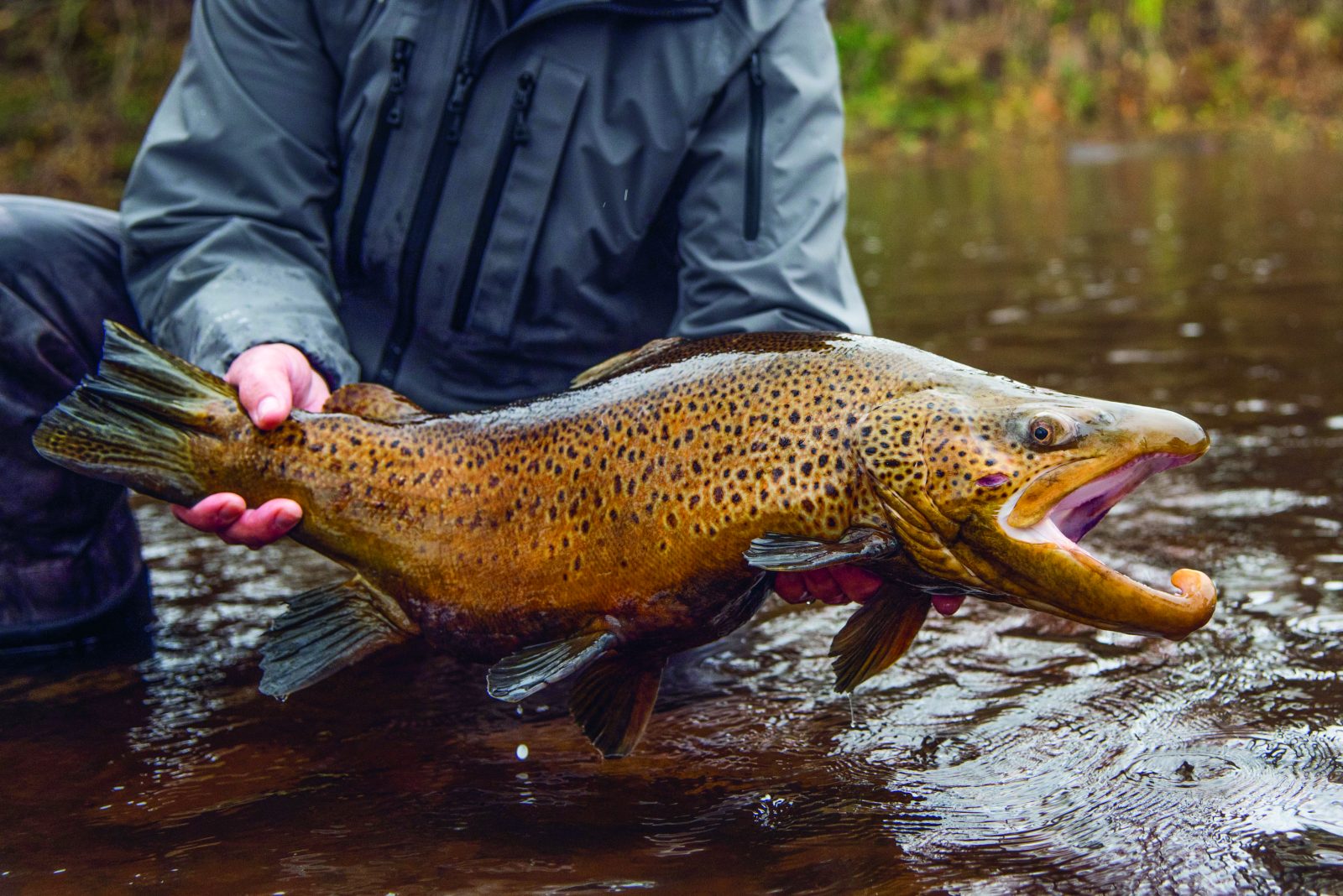 The Giant Brown Trout of Lake Ontario - On The Water