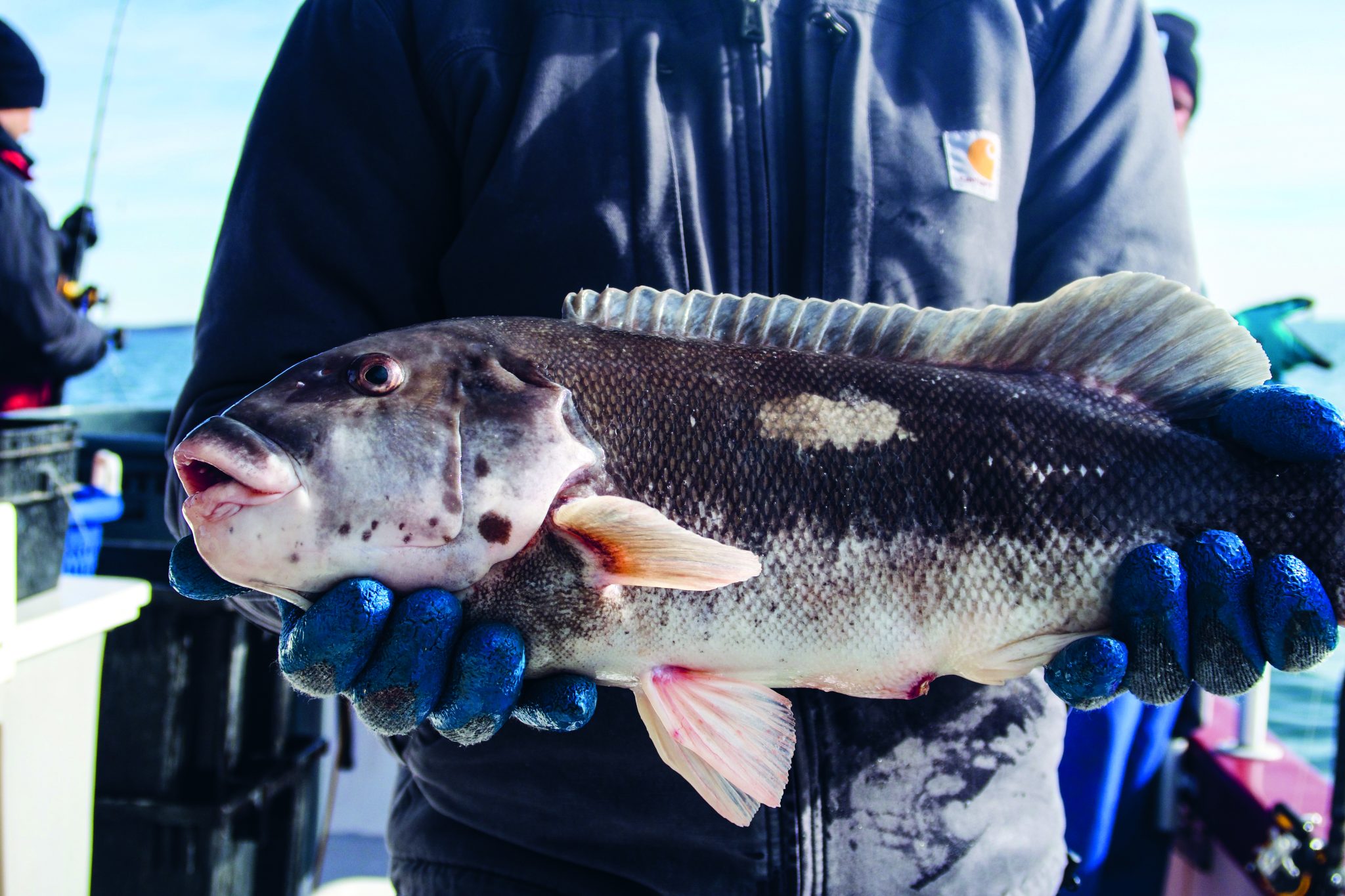 Late Fall Tautog Fishing in Long Island Sound - On The Water